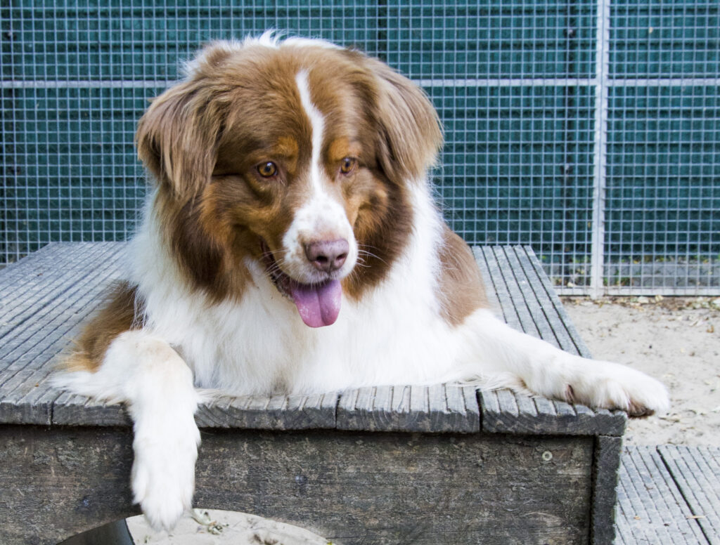 Baasje gezocht: Bowie is meestal lief, maar gaat wel achter de postbode ...