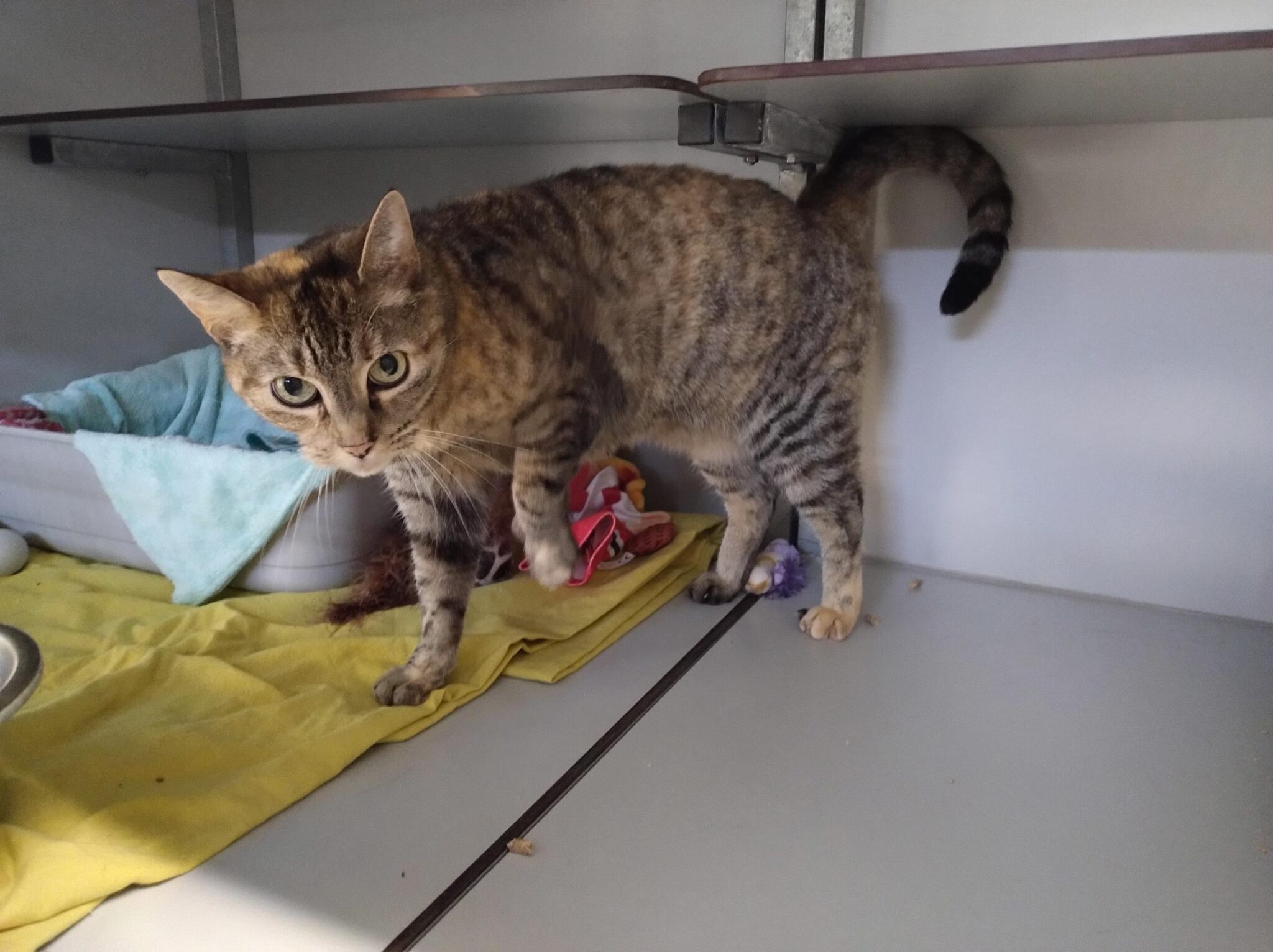 Lieve poes Miena maakt graag een praatje en zoekt een rustig thuis ...