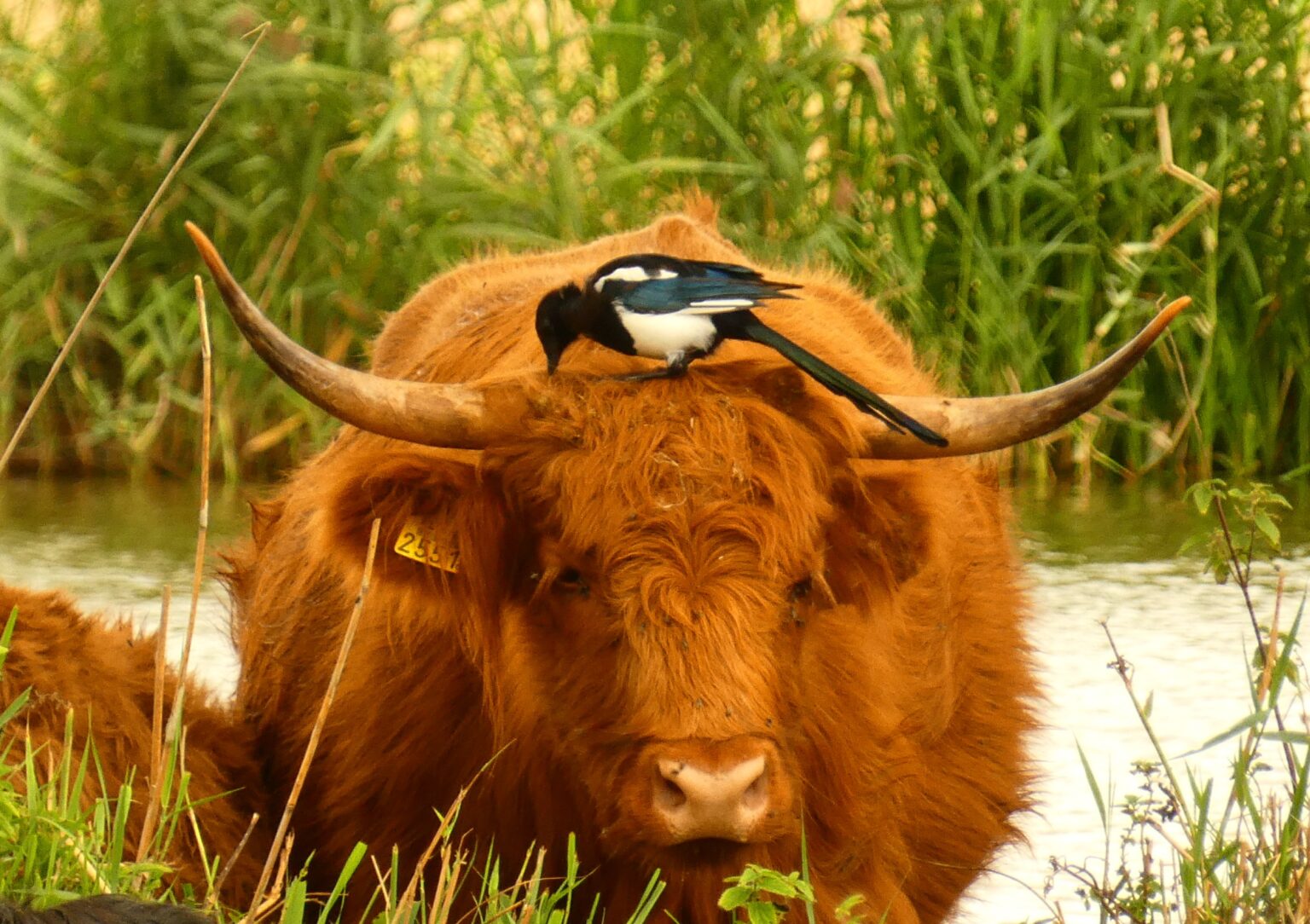 Alles over CPC 2024: parcours, starttijden en omleidingen - indebuurt ...