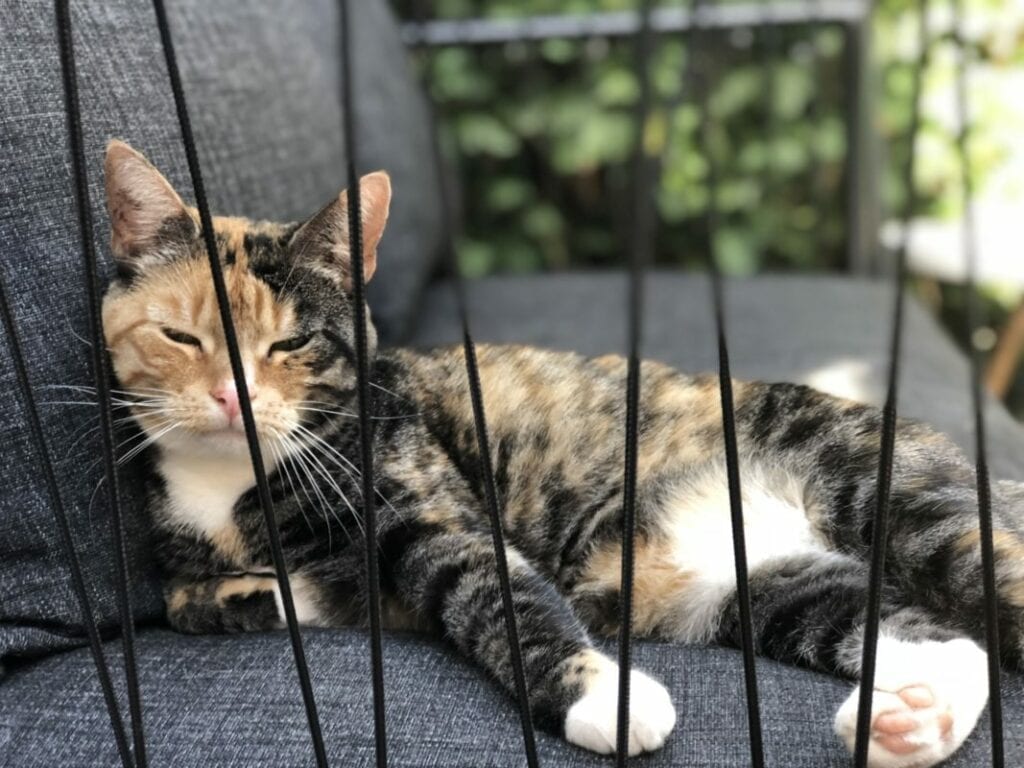 Het is Wereld Kattendag! Dit zijn de 11 leukste katten van Deventer ...