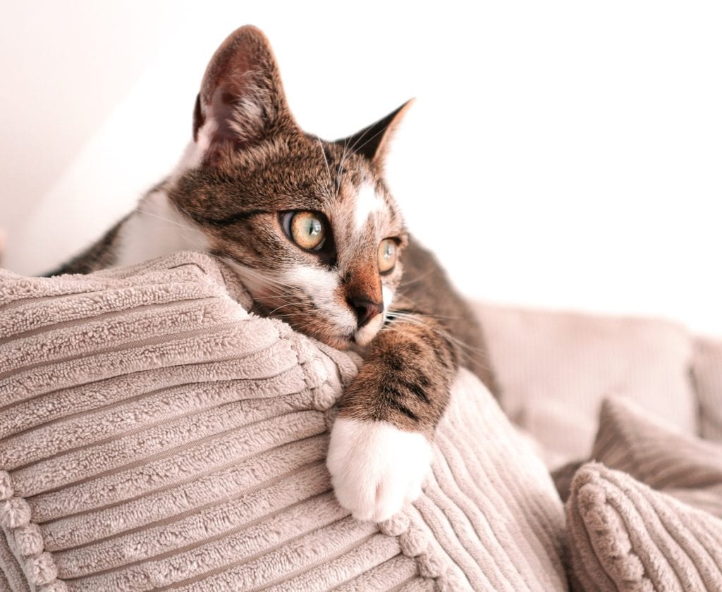 Het is Wereld Kattendag! Dit zijn de 11 leukste katten van Deventer ...
