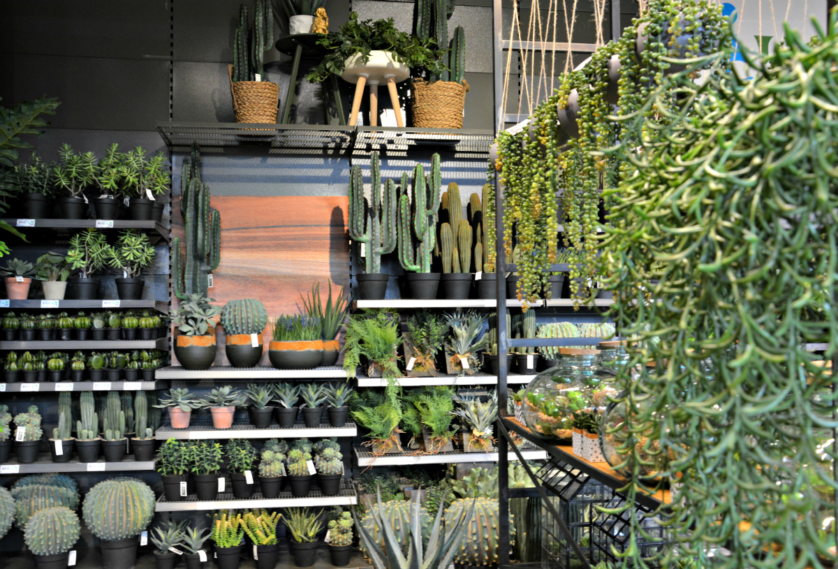 [video] Binnenkijken: stap in de wondere wereld die Intratuin heet ...