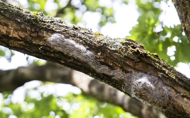 Van rups naar vlinder: zo ziet de eikenprocessievlinder eruit ...