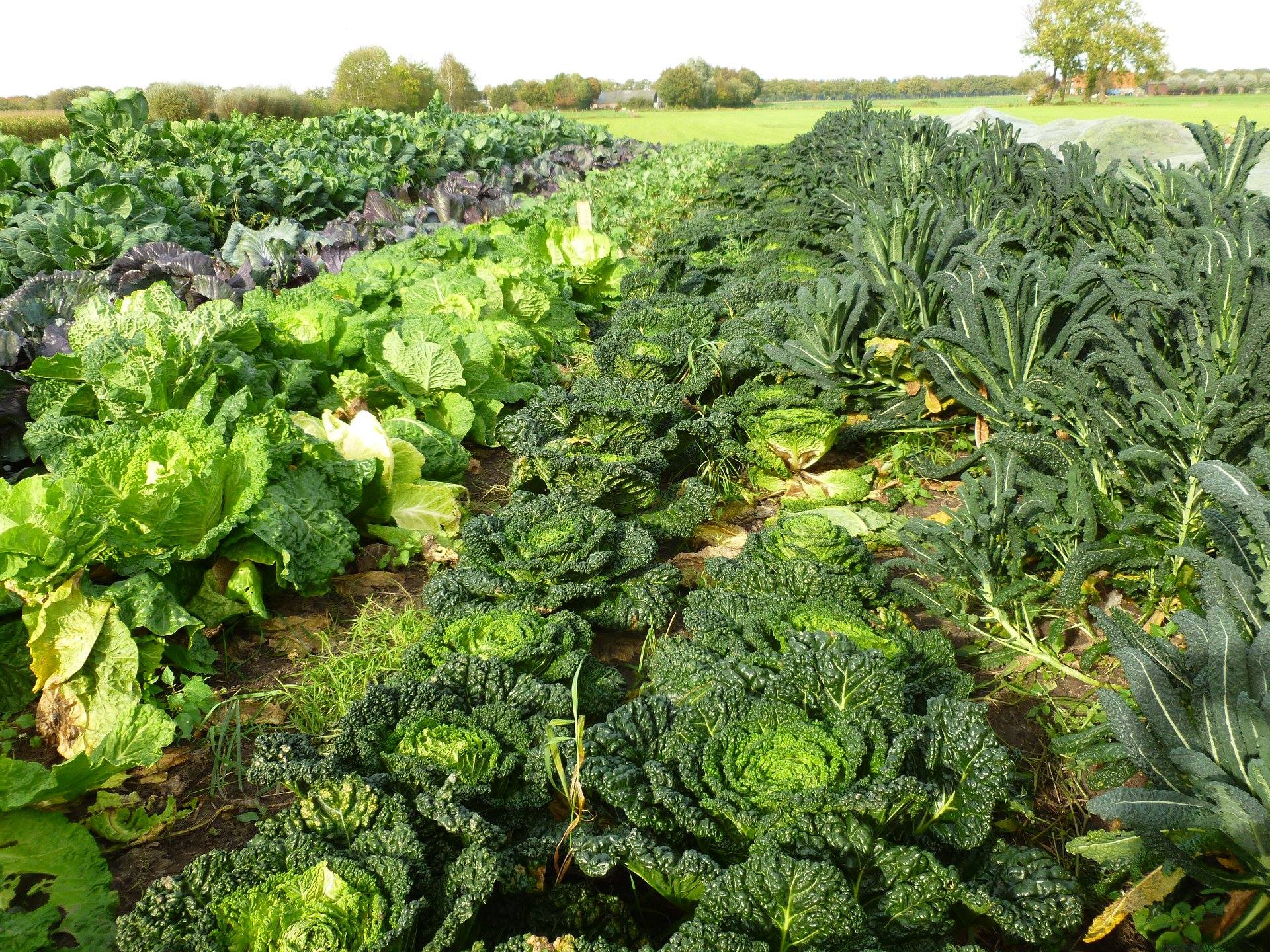 Zelfoogsttuin Nieuwe Akker - indebuurt Deventer