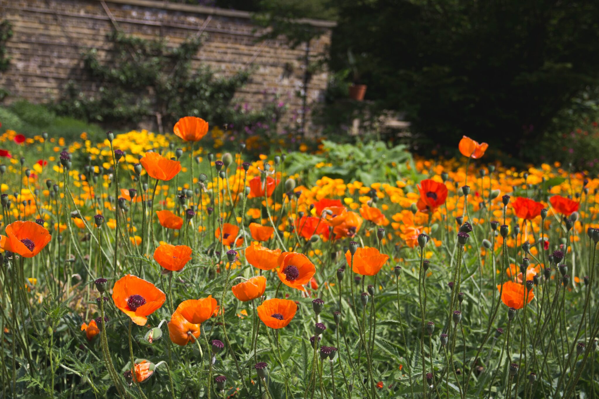MAG DAT: bloemen plukken uit de berm in Deventer? - indebuurt Deventer