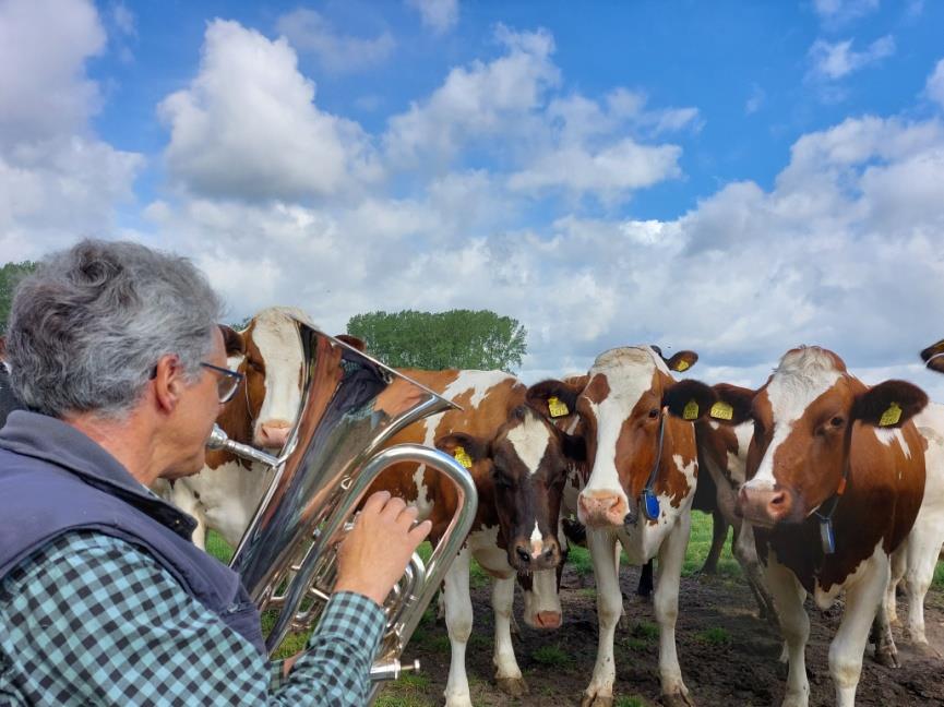 Boe! Hier is op Tweede Pinksterdag een heus Zomer Koe-cert - indebuurt ...
