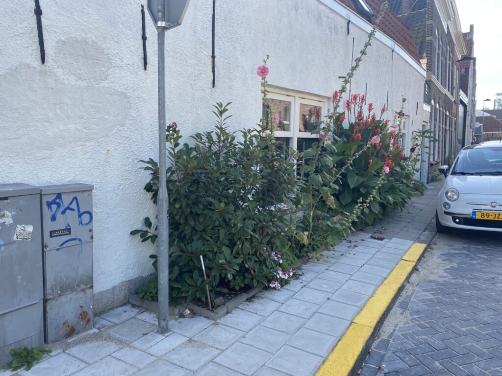 Geveltuin aanleggen in Deventer: dit moet je weten - indebuurt Deventer