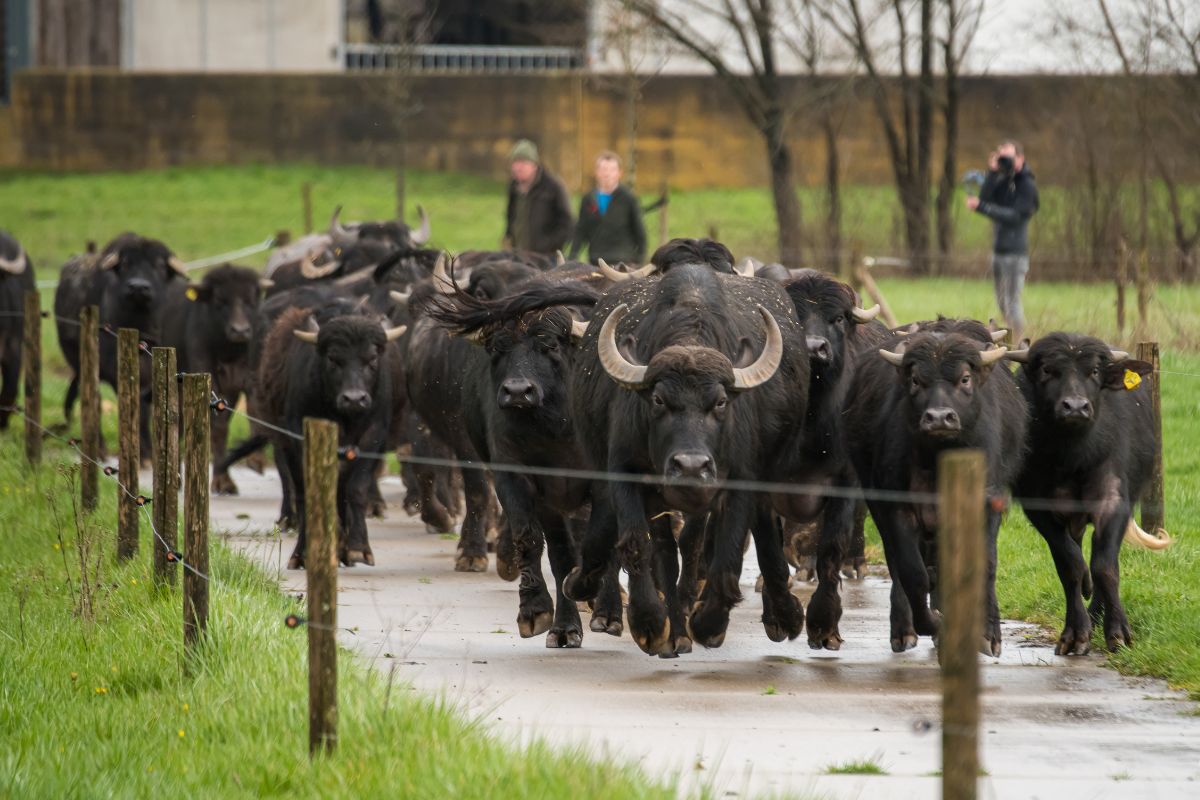 Bijzonder! Deze waterbuffels kun je nu tegen het lijf lopen in de ...