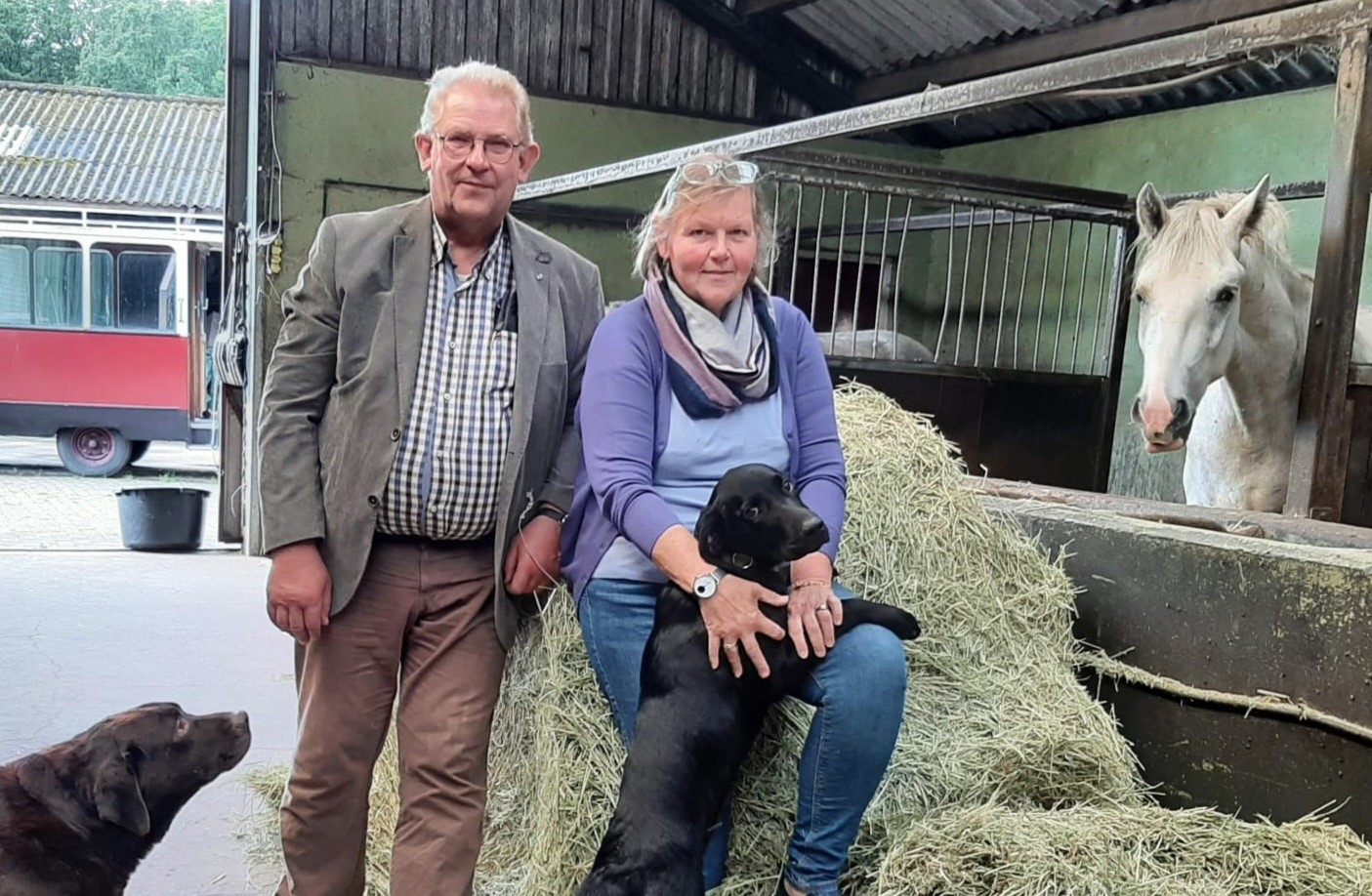 Op stal bij de paarden van de Deventer paardentram: ‘Die glanzende krachtpatsers voor de koets ...