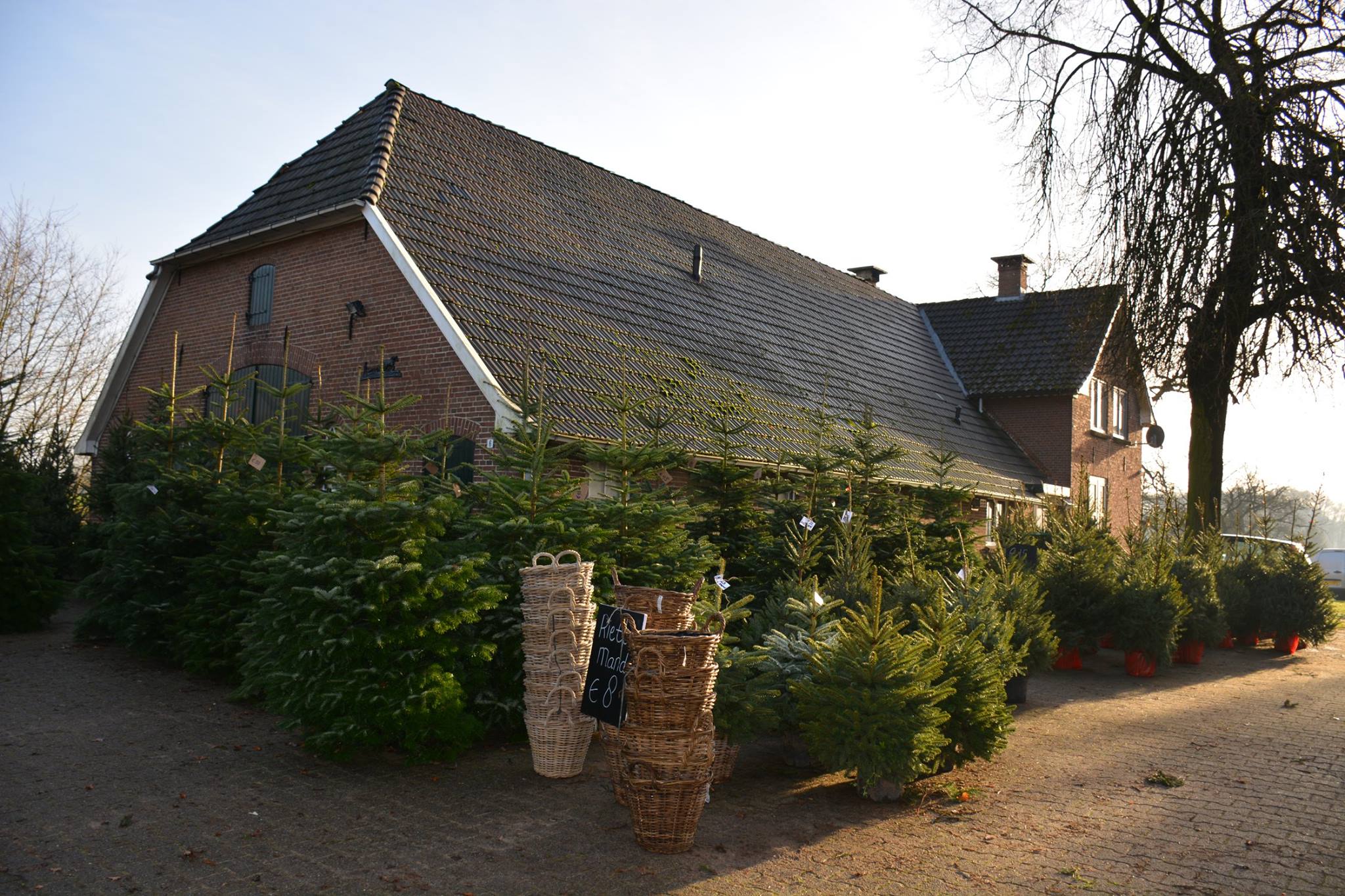Hier koop je een kerstboom in Doetinchem