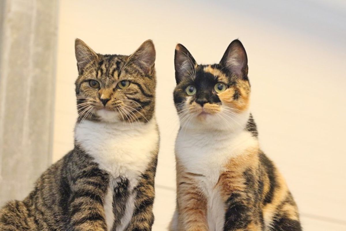 Baasje gezocht: deze lieve honden en katten zitten in het asiel in ...