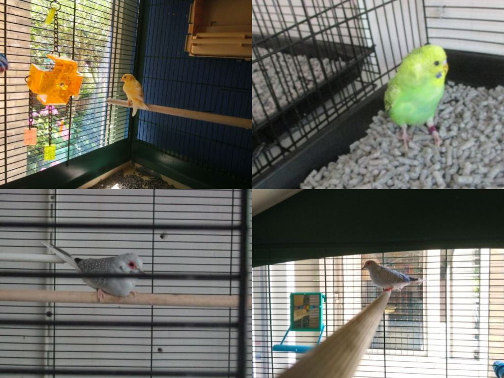 Baasjes gezocht! Deze vier vrolijke fluiters zoeken een nieuw thuis ...