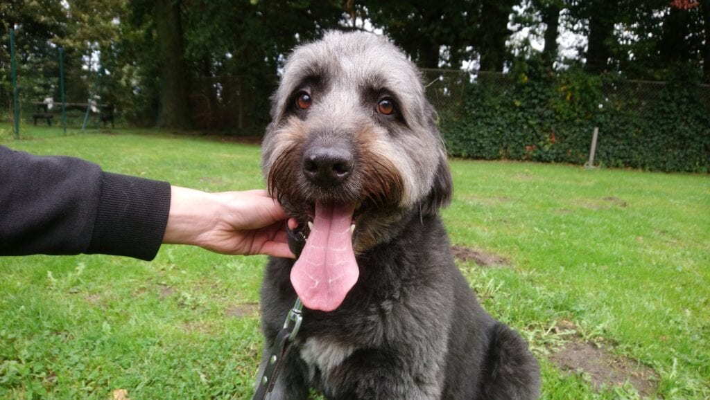 Baasje gezocht! Max is een waakse hond en zoekt een rustig huis ...