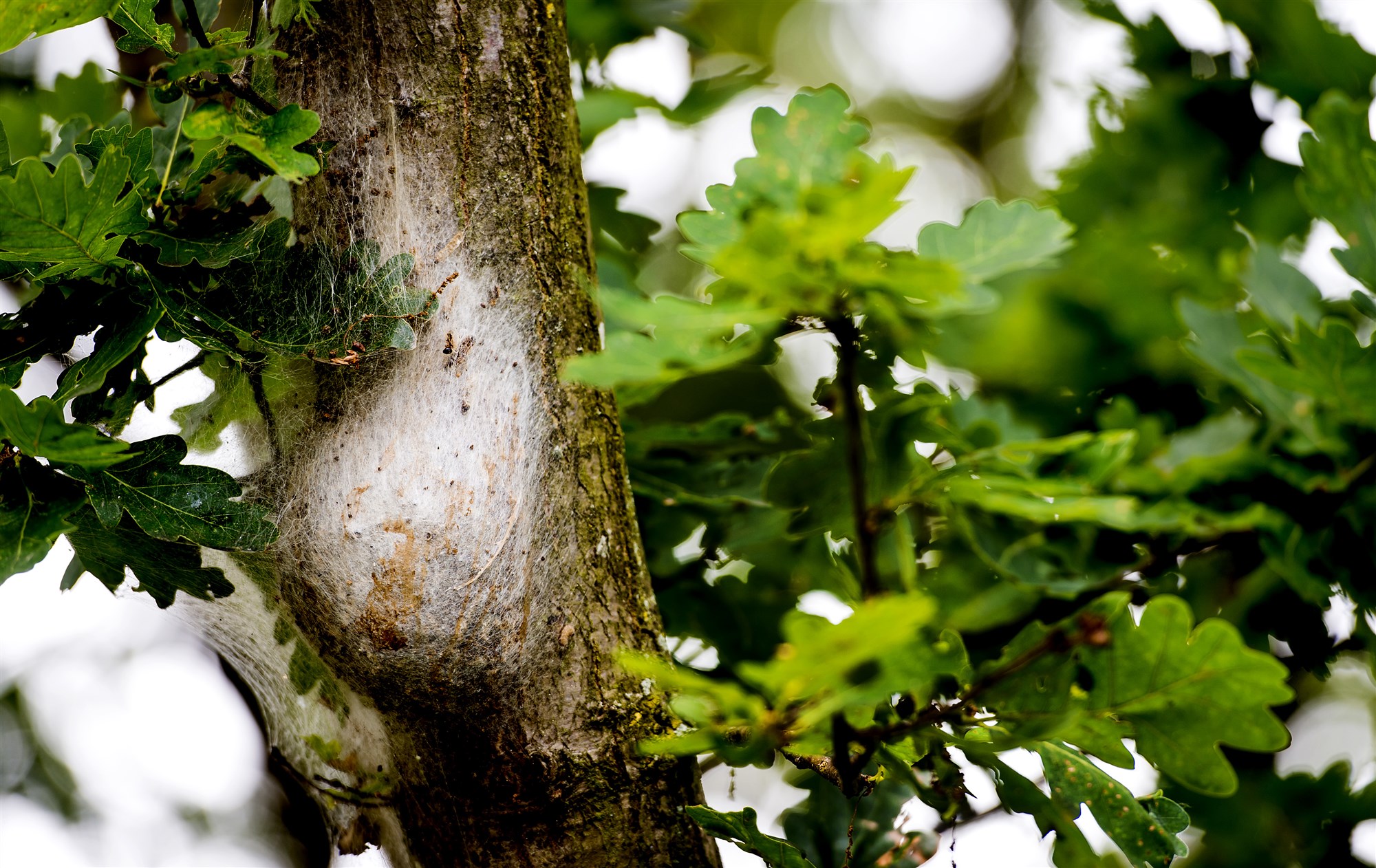 Mysterie opgelost: zo ziet de eikenprocessievlinder eruit - indebuurt ...