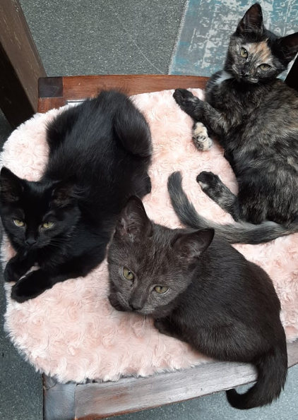 Yes! Kattencafé Stripe opent in de Vriesestraat en dit zijn de acht ...