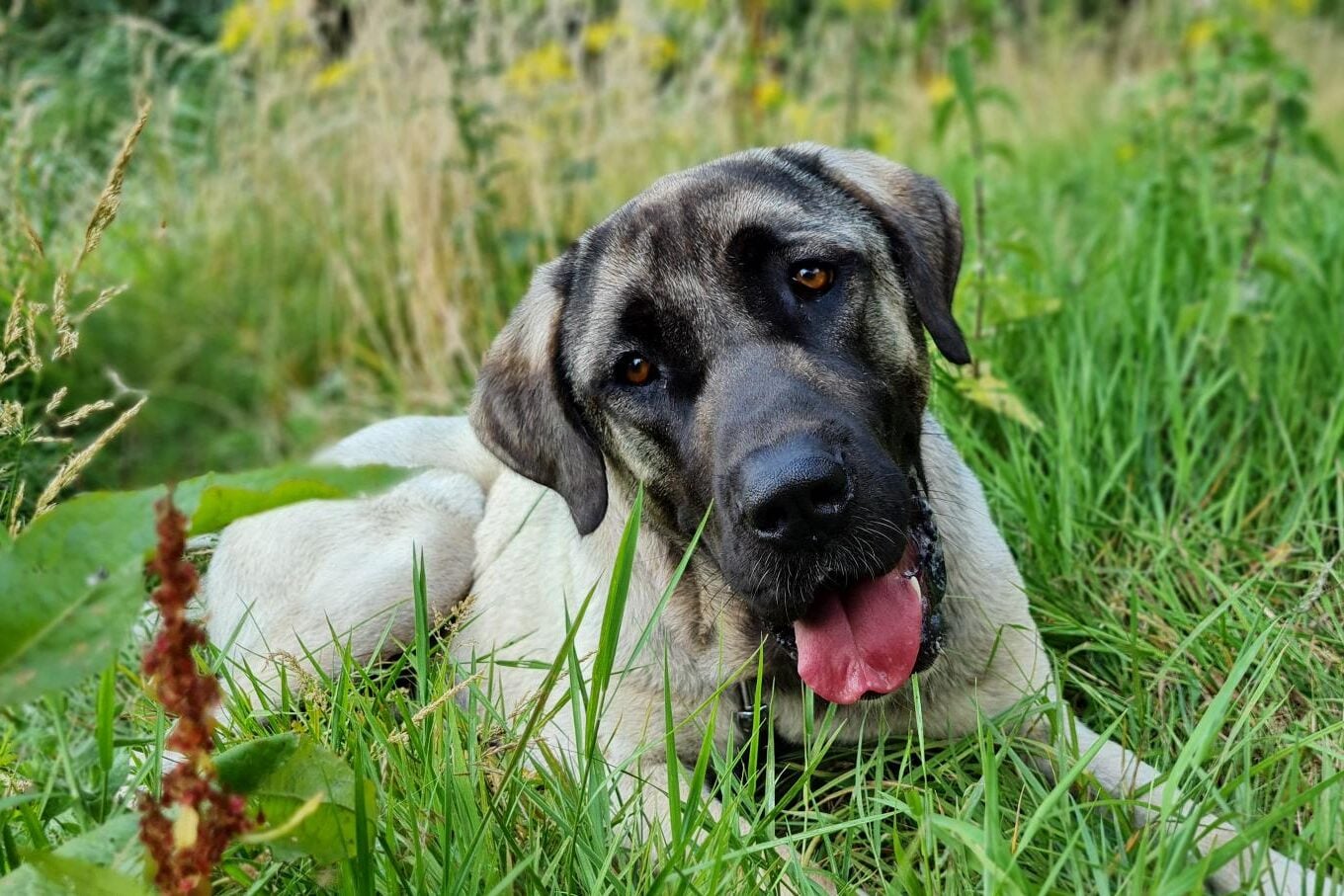 Baasje gezocht! Bella is een zelfstandige dame die graag buiten speelt ...
