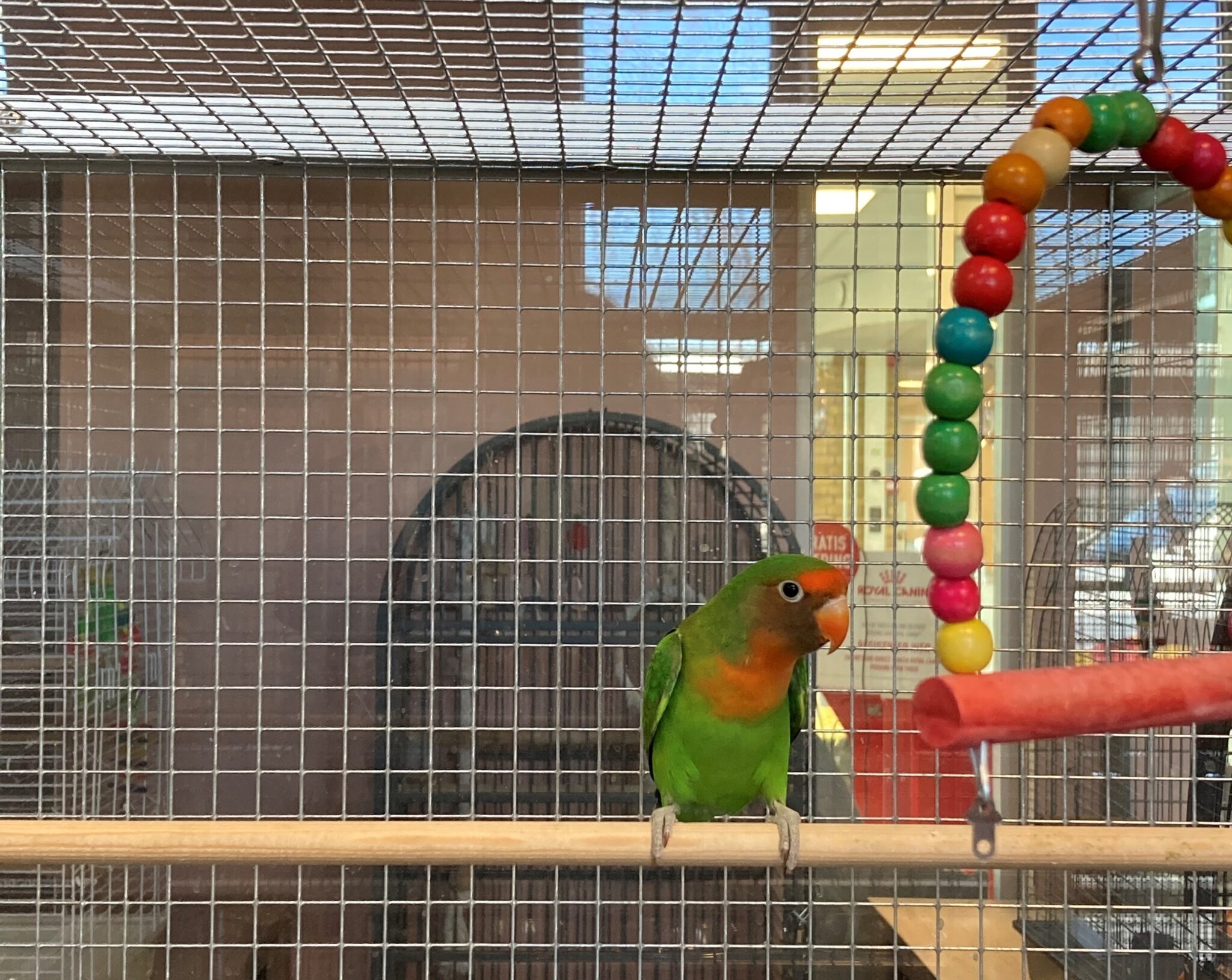 Baasje gezocht! Mozart werd op straat gevonden en zoekt nu een maatje ...