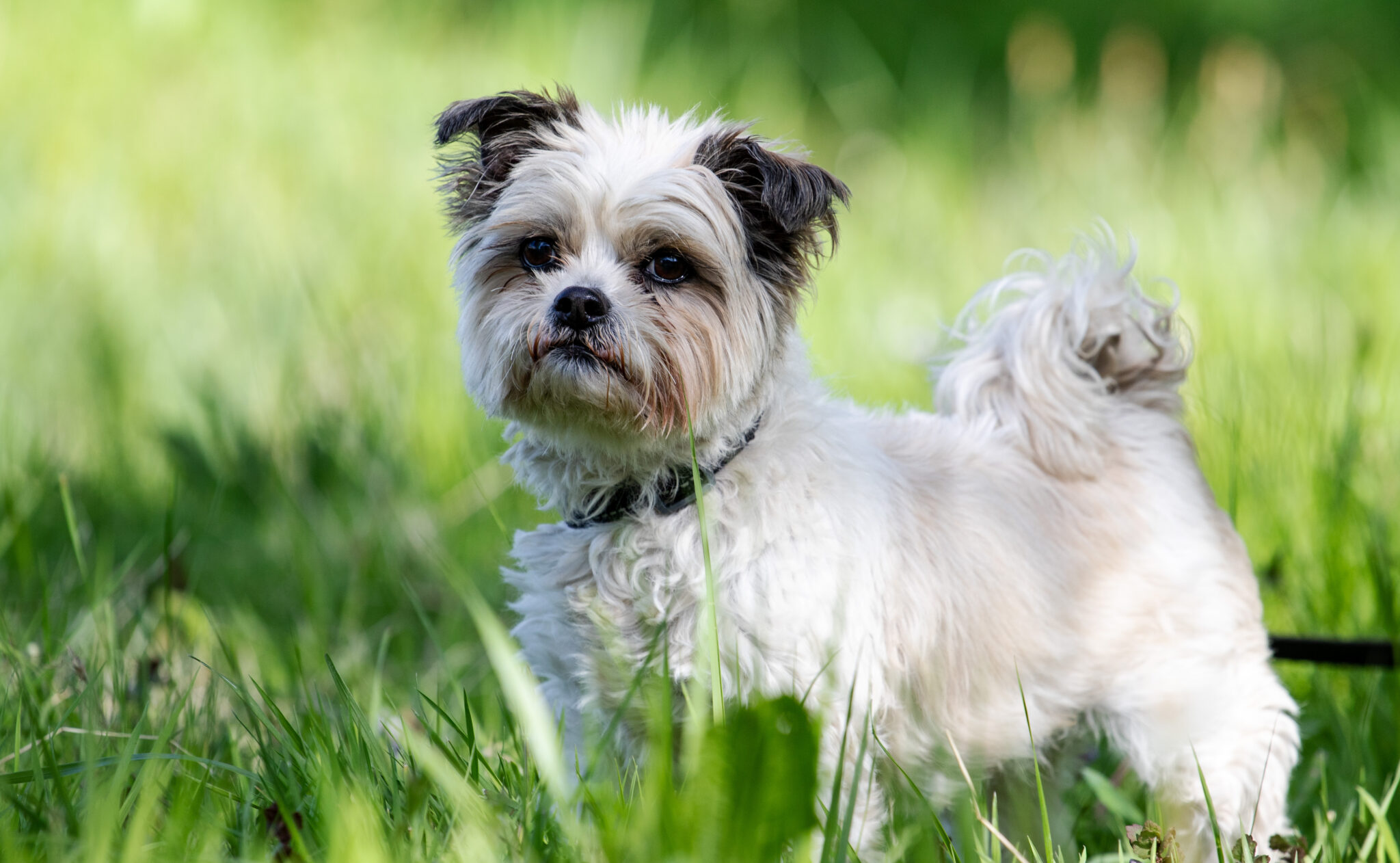 Baasje gezocht! Boomer Bobby is een eigenwijs kereltje en gek op ...