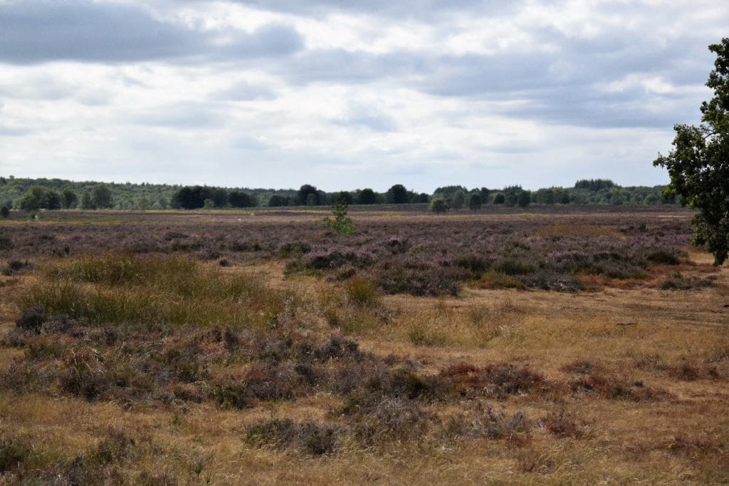 Edes mysterie opgelost: is de heide komende zomer paars? - indebuurt Ede