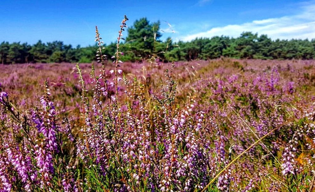 Mag je heide plukken?