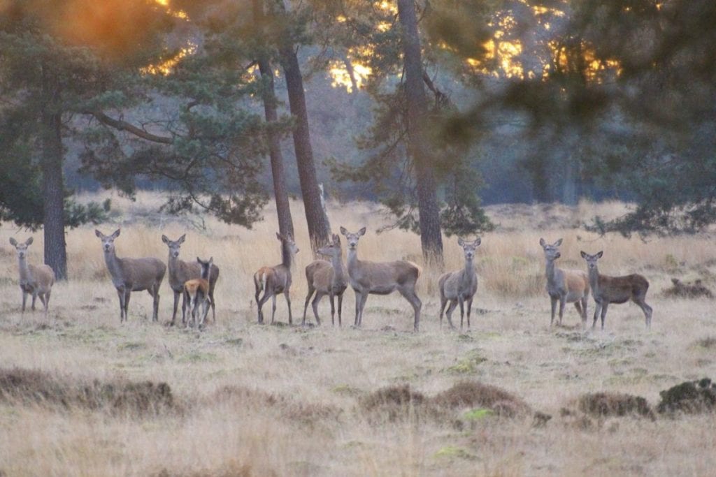 Burlende herten: hier kun je ze live horen en zien - indebuurt Ede