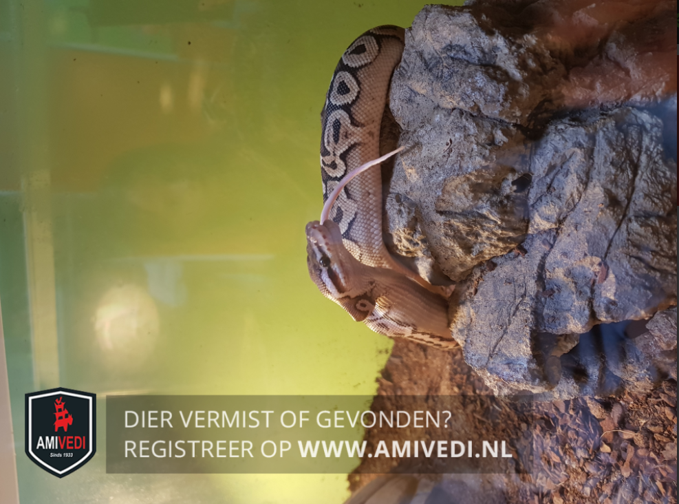 Koningspython Piet is vermist in Ede - indebuurt Ede