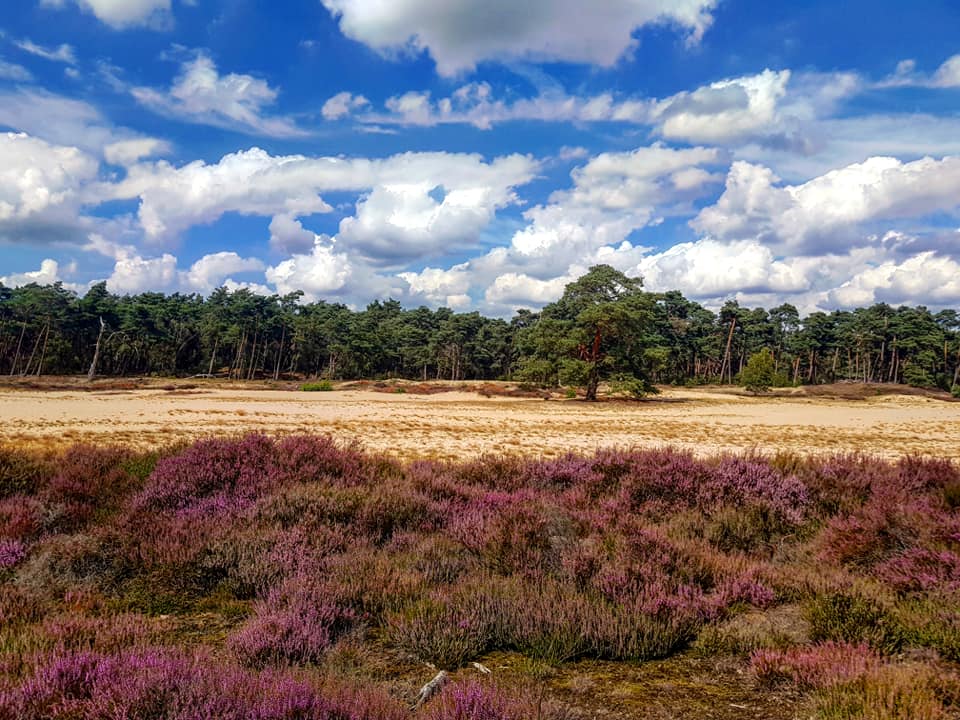 Heide rondom Ede: hier parkeer je je auto