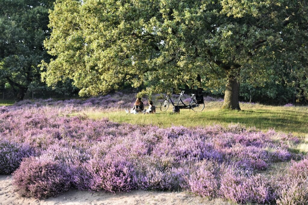 Heide rondom Ede: hier parkeer je je auto
