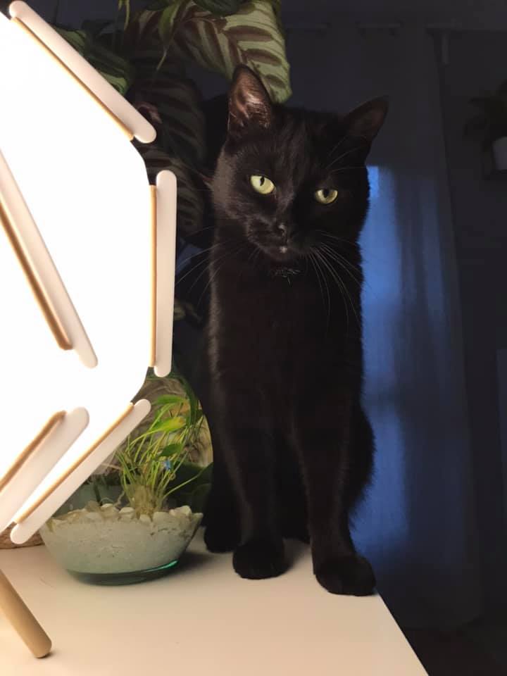 Dit zijn de liefste zwarte katten van Ede - indebuurt Ede