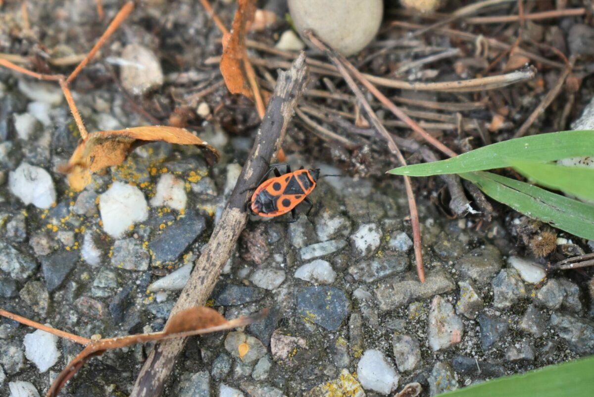 Dit zijn die roodgekleurde insecten die je veel in Ede ziet - indebuurt Ede