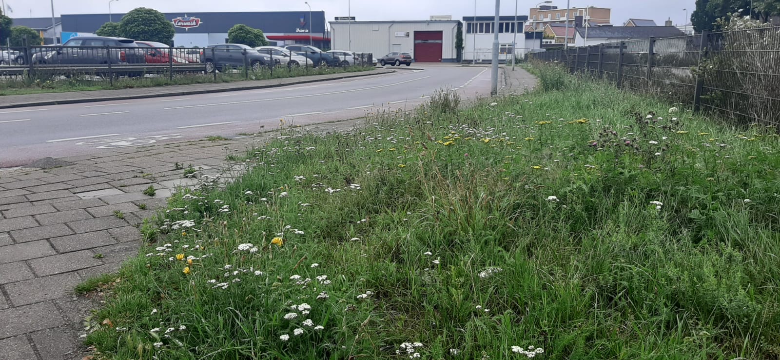 Dit is waarom er zoveel bloemen in de bermen staan in Ede - indebuurt Ede