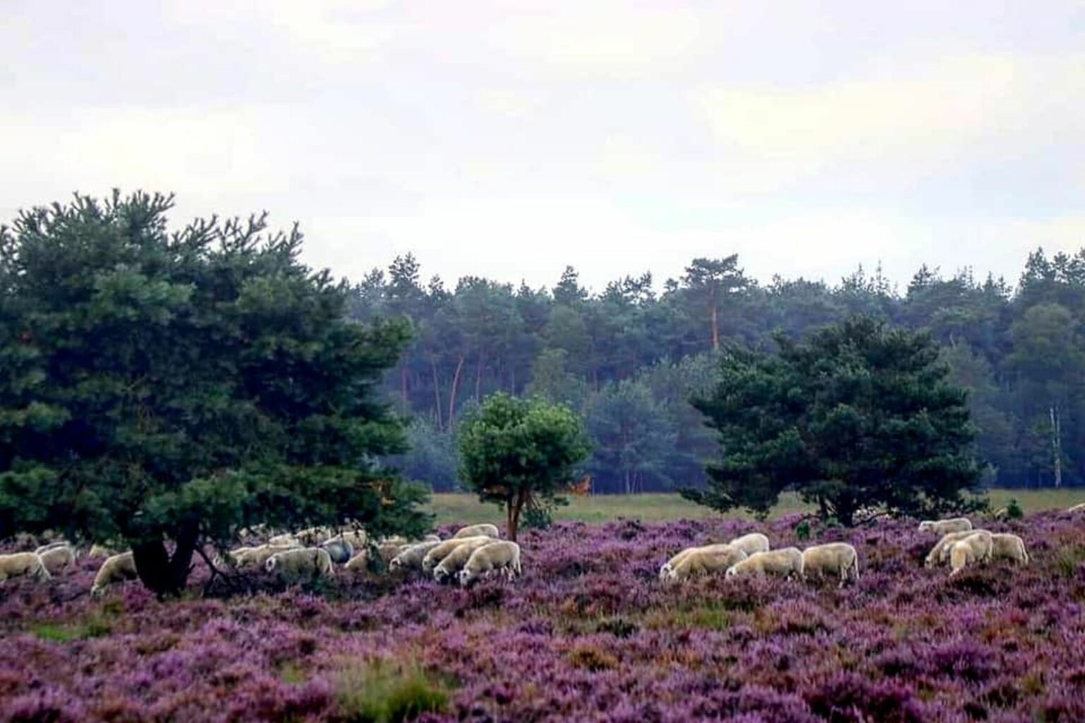 Paarse heide met schapen Herman 2 - indebuurt Ede