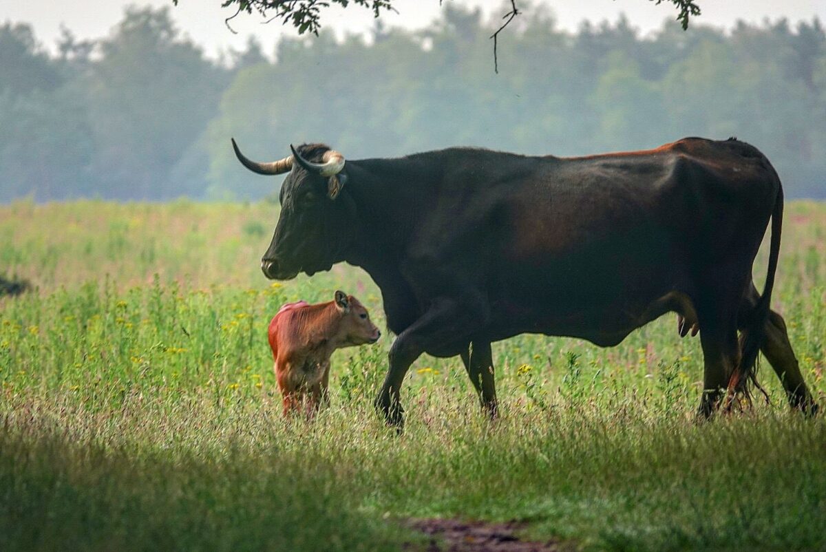 Natuurfotograaf Herman tipt 5 plekken waar je prachtige foto's maakt ...