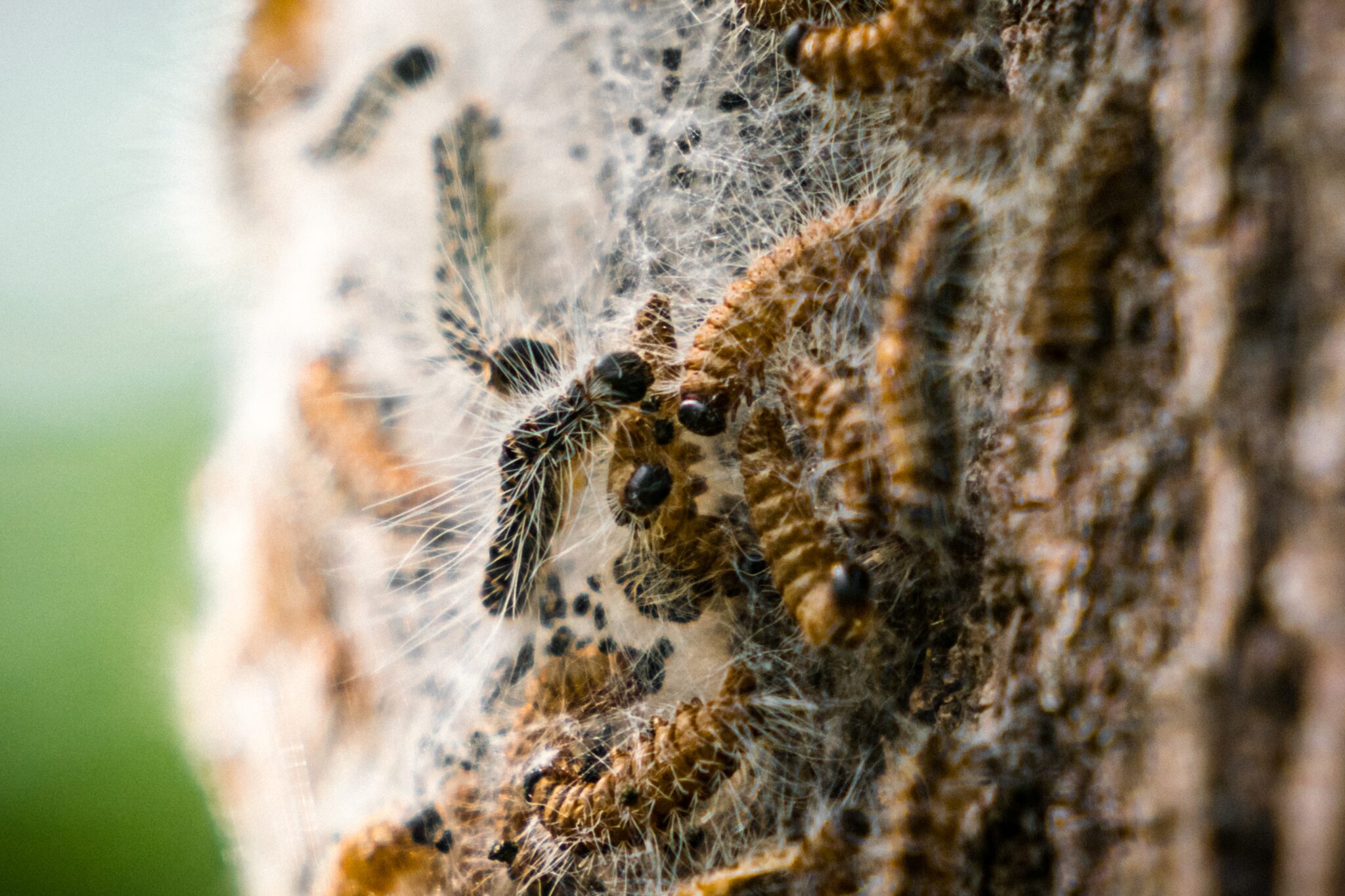 De eikenprocessierups slaat weer toe in Ede: dit doe je ertegen