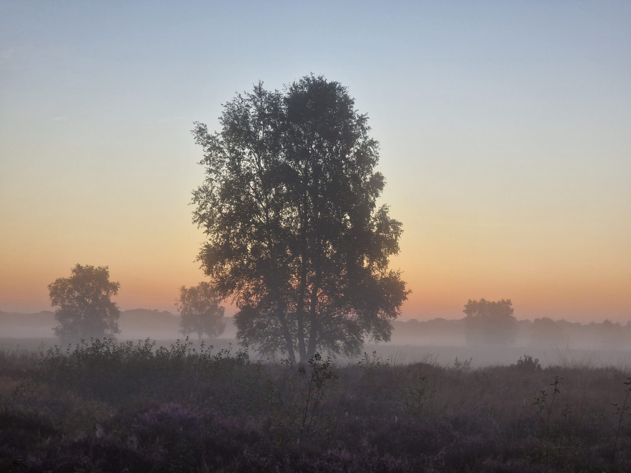 Hierom hangt er 's ochtends vaak mist boven de Ginkelse Heide