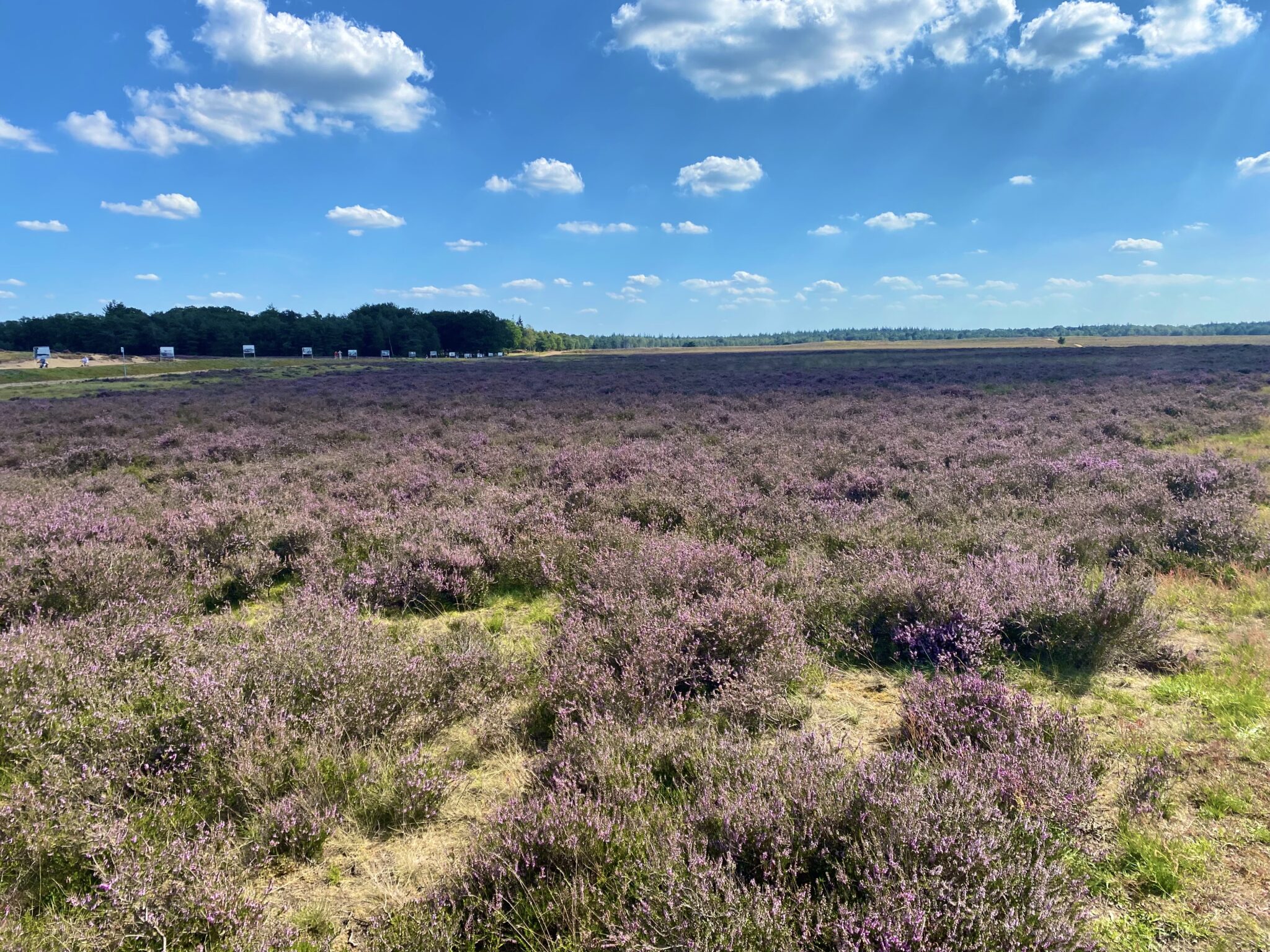 Paarse pracht: 7 x de heide in Ede in bloei - indebuurt Ede