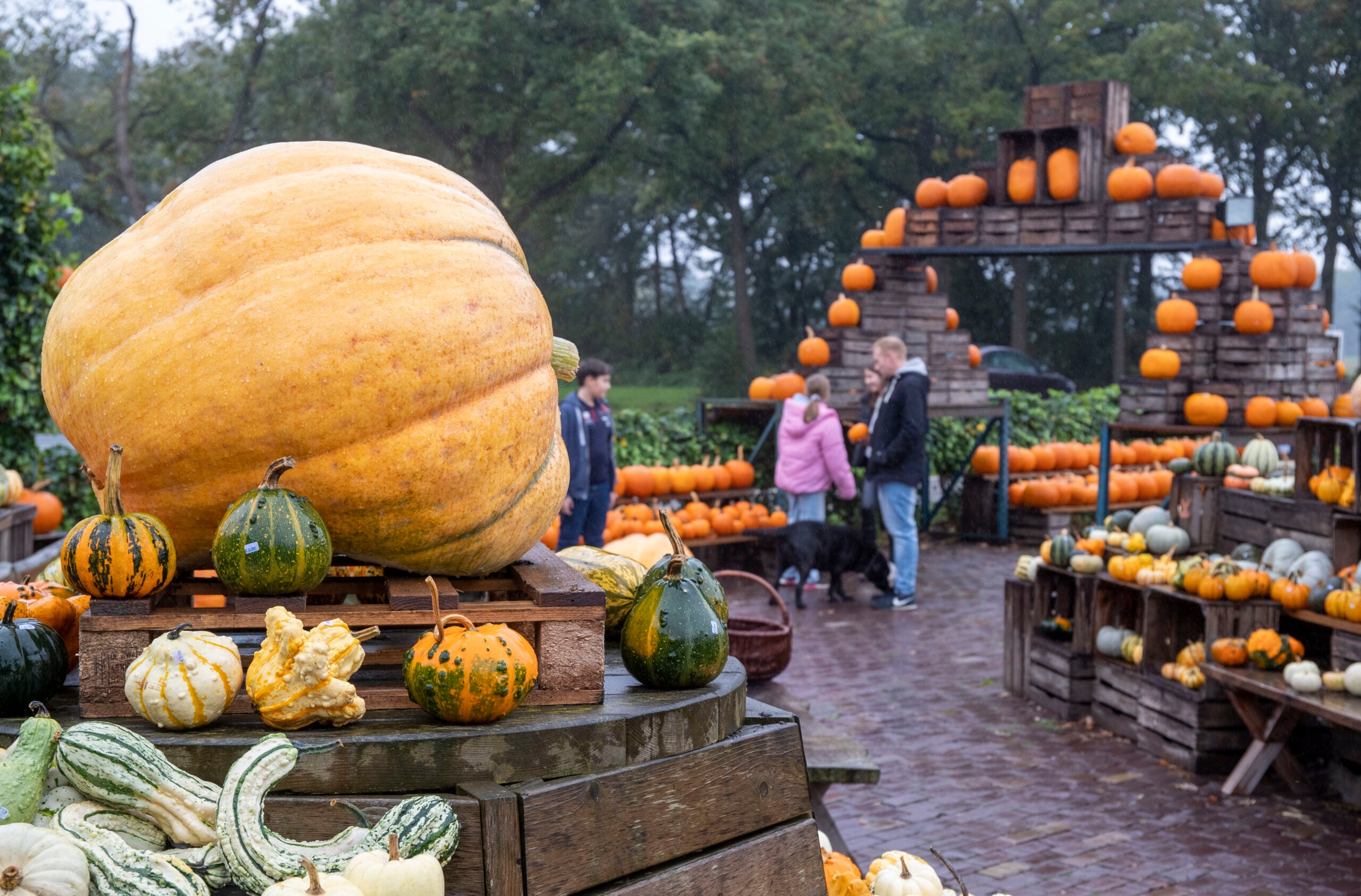 Dit is de dichtstbijzijnde pompoenboerderij vanuit Ede