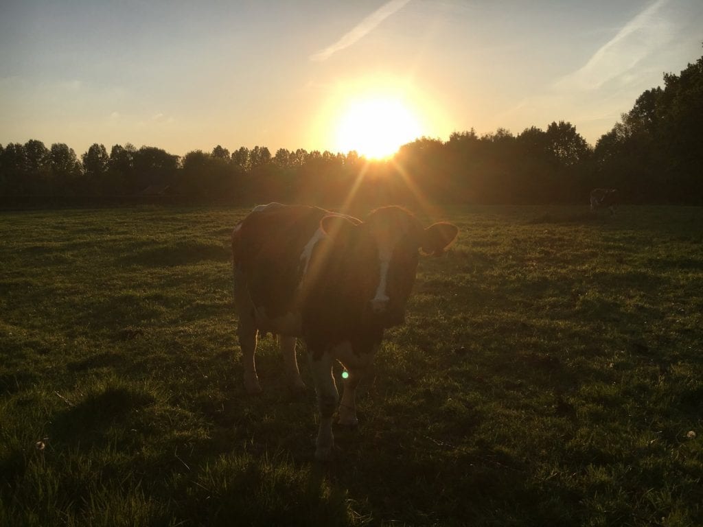 Goeiemorgen avondzon! - indebuurt Eindhoven