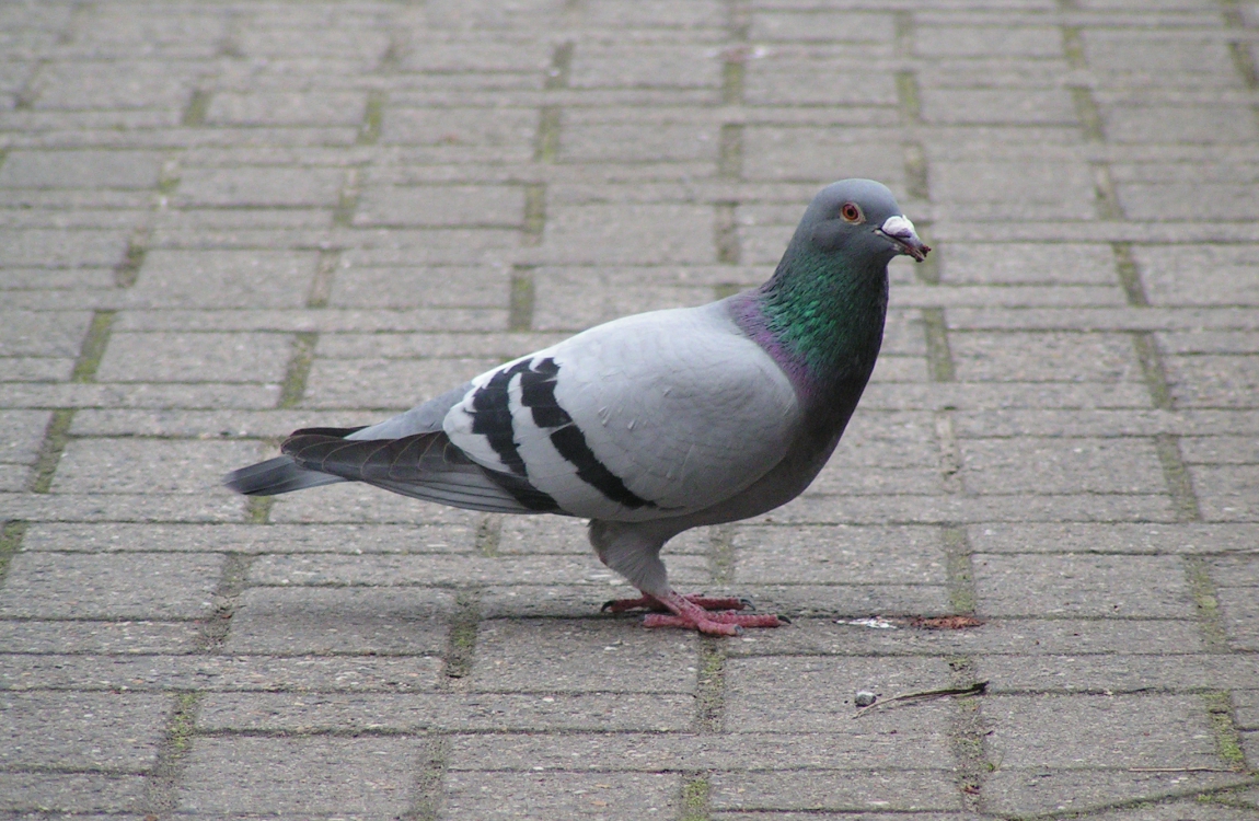 Hoera! Automatiek Marks bestaat 60 jaar! We gaan even terug in de tijd ...