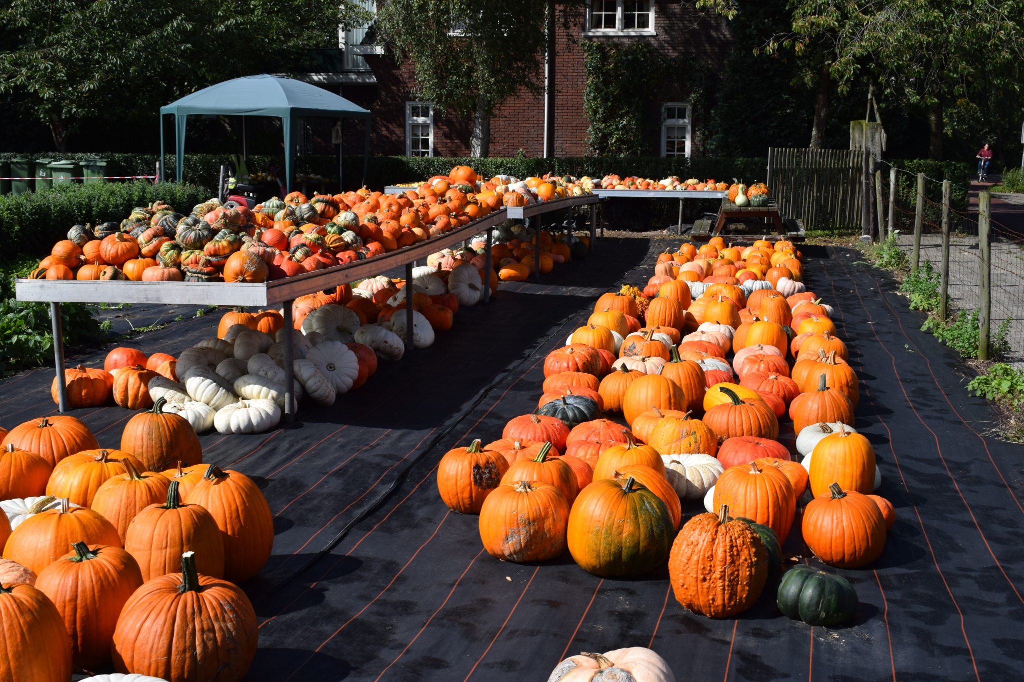 Foto's: Ze zijn er weer, de honderden pompoenen van Henk - indebuurt ...