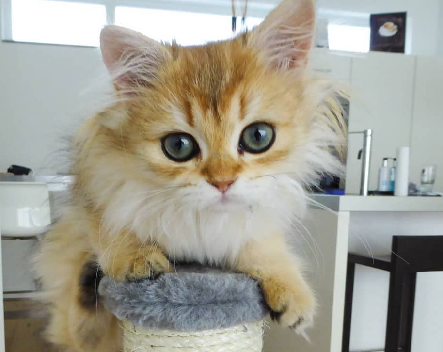 Smoothie the Cat krijgt een eigen kalender - indebuurt Eindhoven