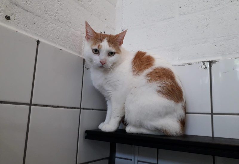 Lieve schootpoes Dreumes zoekt een nieuw baasje: ‘Ze is een voorzichtig en bescheiden poesje ...