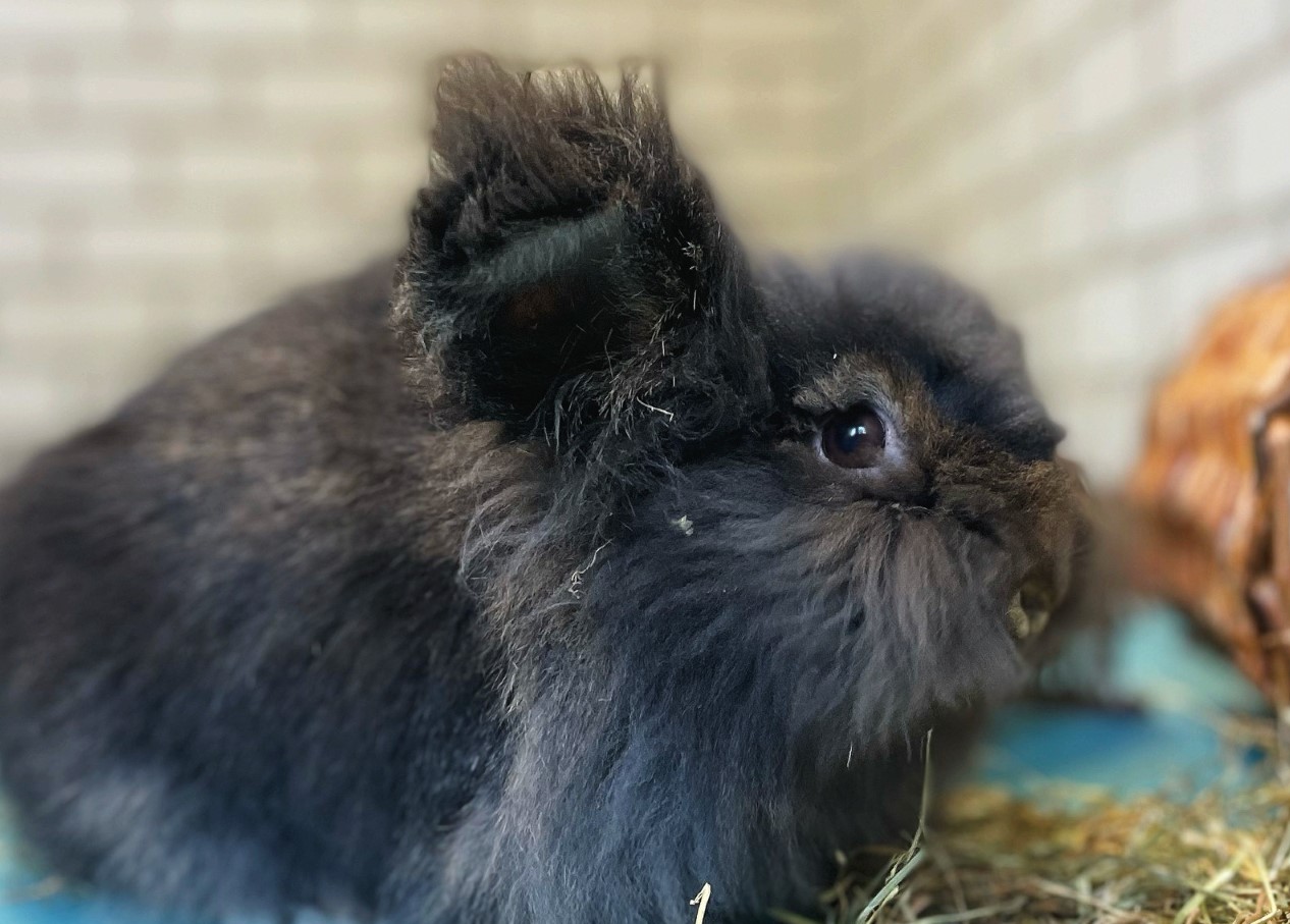 Baasje gezocht: deze lieve dieren zitten in het asiel in Eindhoven ...