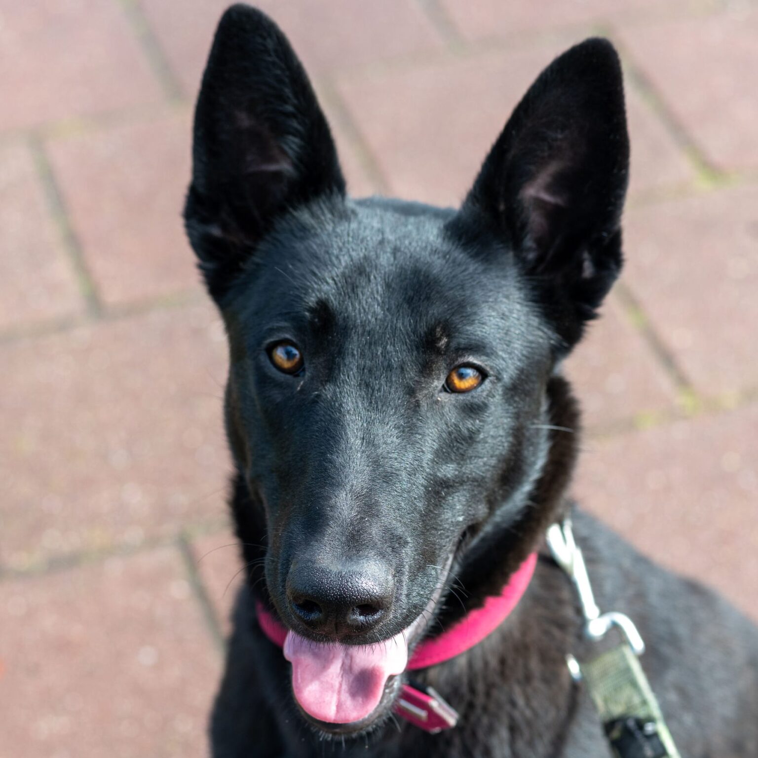 Baasje gezocht: deze lieve dieren zitten in het asiel in Eindhoven ...
