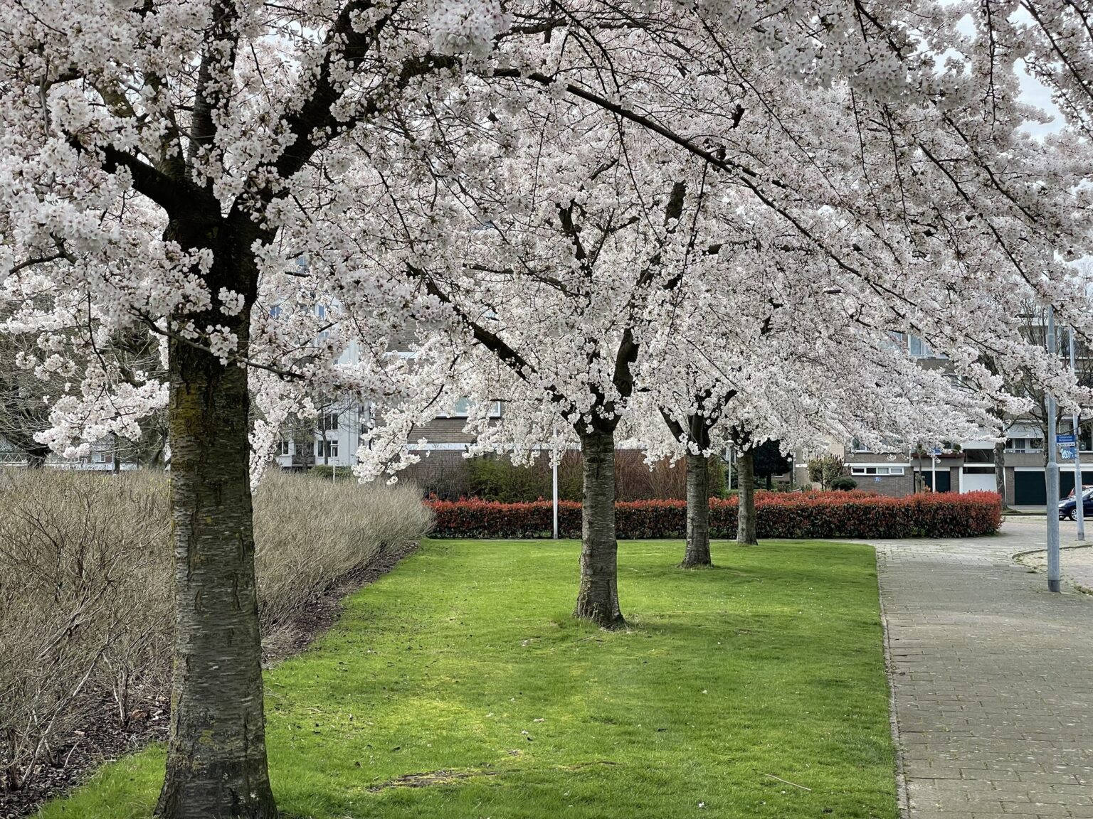Toch een beetje lente: 7 x jullie foto's van bloesembomen in Eindhoven ...