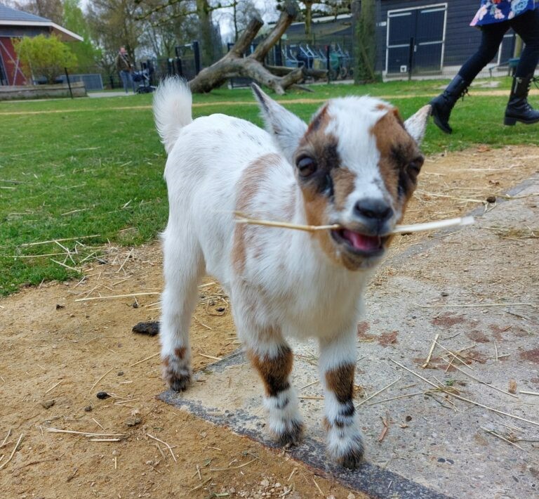 Schattig! Je bezoekt nu geitjes en andere pasgeboren dieren bij Eigen ...