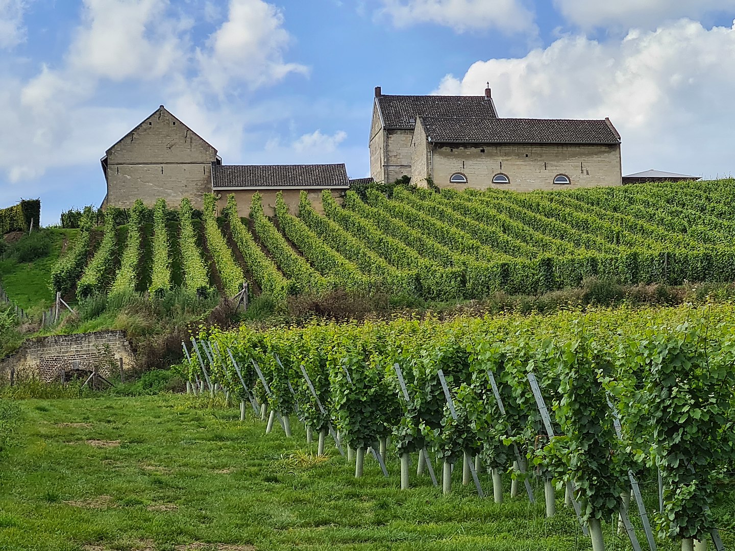 Vergeet Bordeaux, deze wijngaard is veel dichter bij Eindhoven