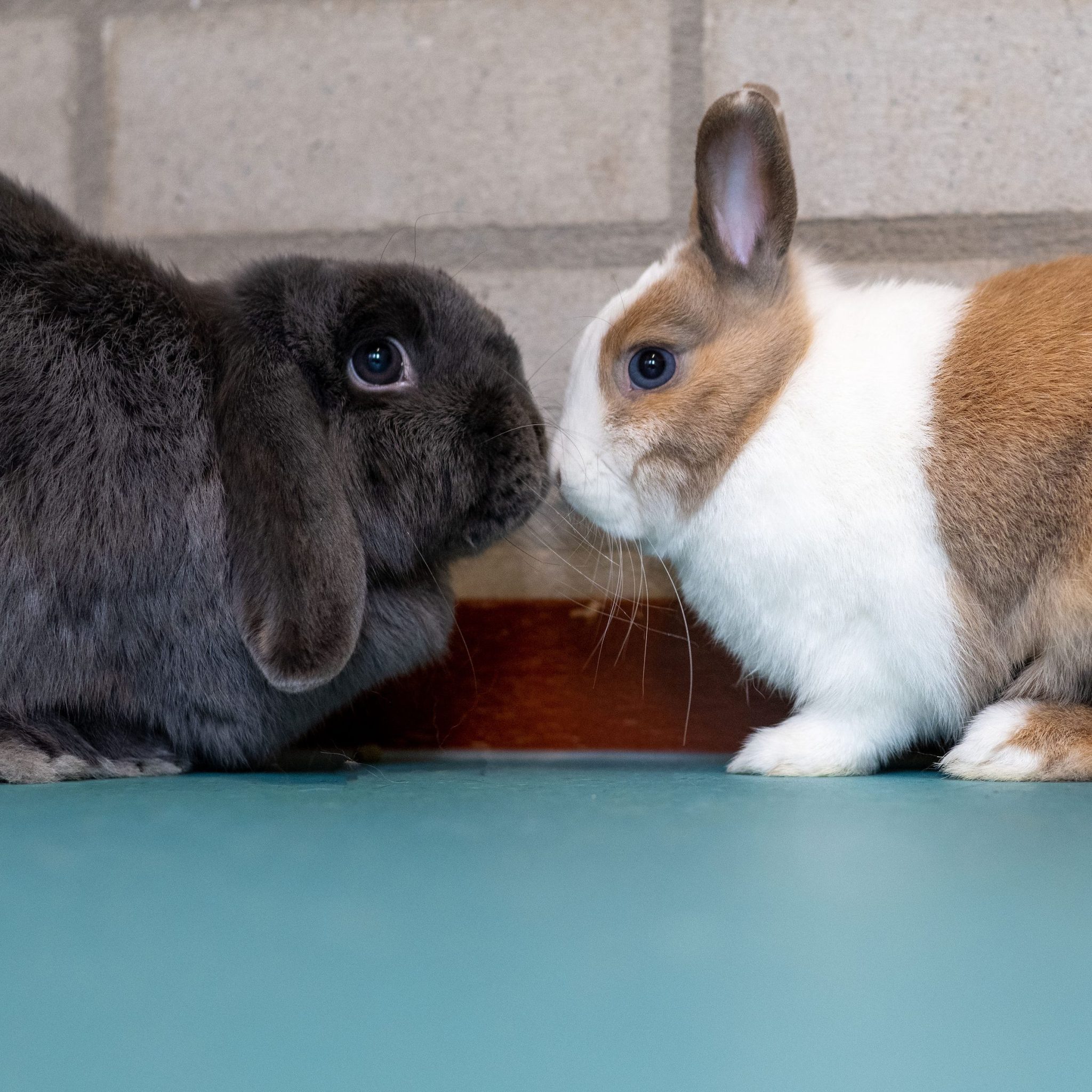 Baasje gezocht: deze lieve dieren zitten in het asiel in Eindhoven ...