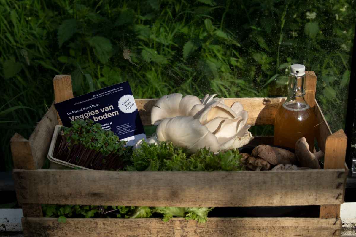 Gaaf! In deze groene oase in Eindhoven verbouw je jouw eigen groente