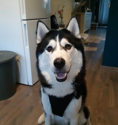 Deze Enschedese honden zijn in de race voor de verkiezing Mooiste Hond ...